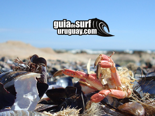 Guia de Surf - Olasyvientos